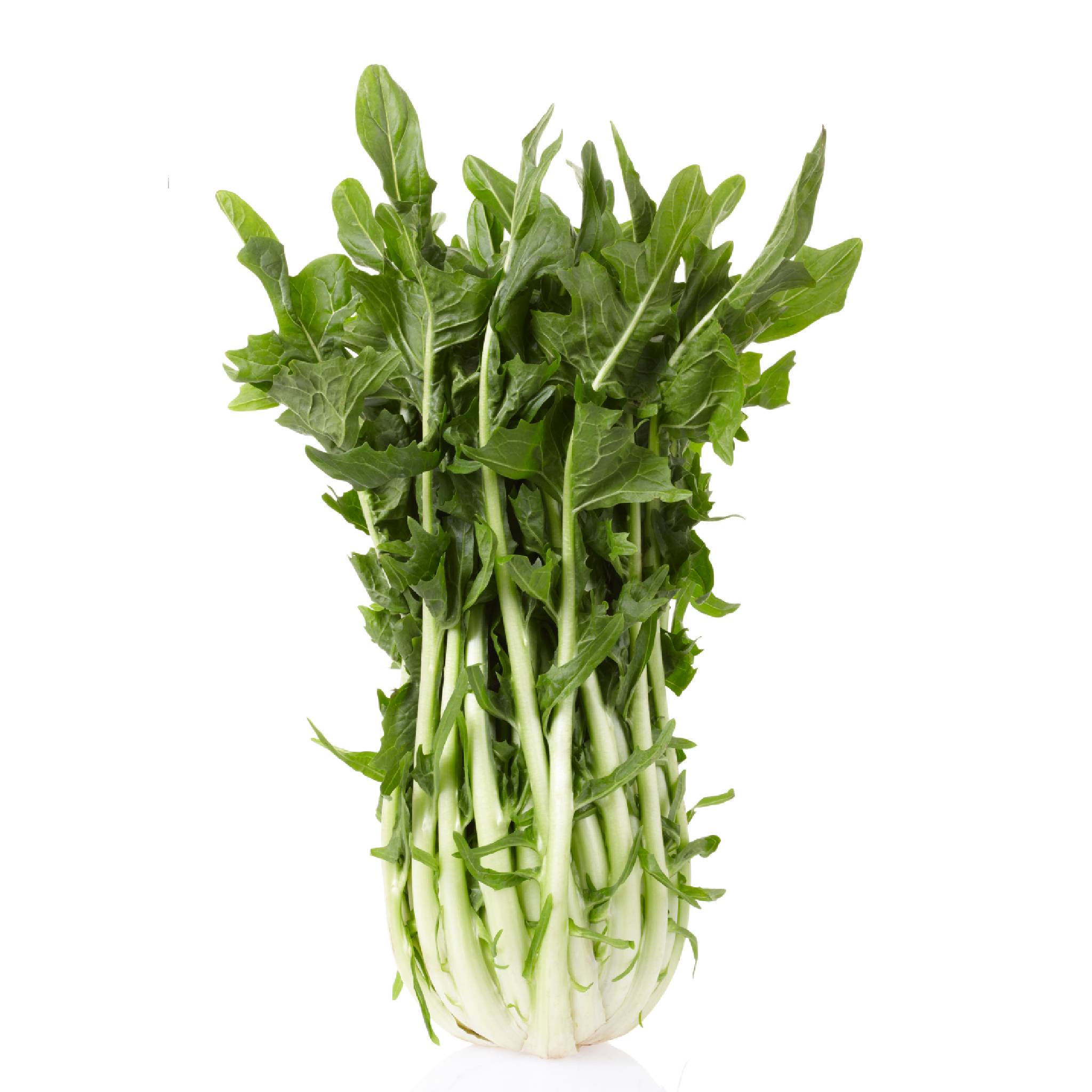 Chicory Bunch – Hilltop Fruit